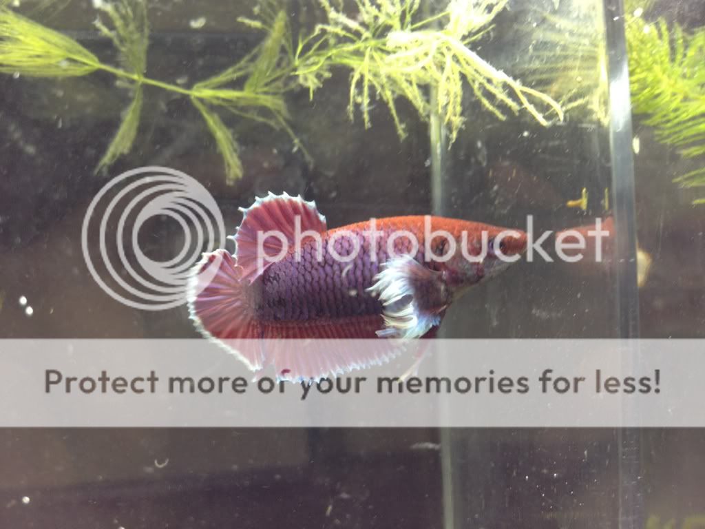 Salamanders, A New Adventure | Betta Fish Forum