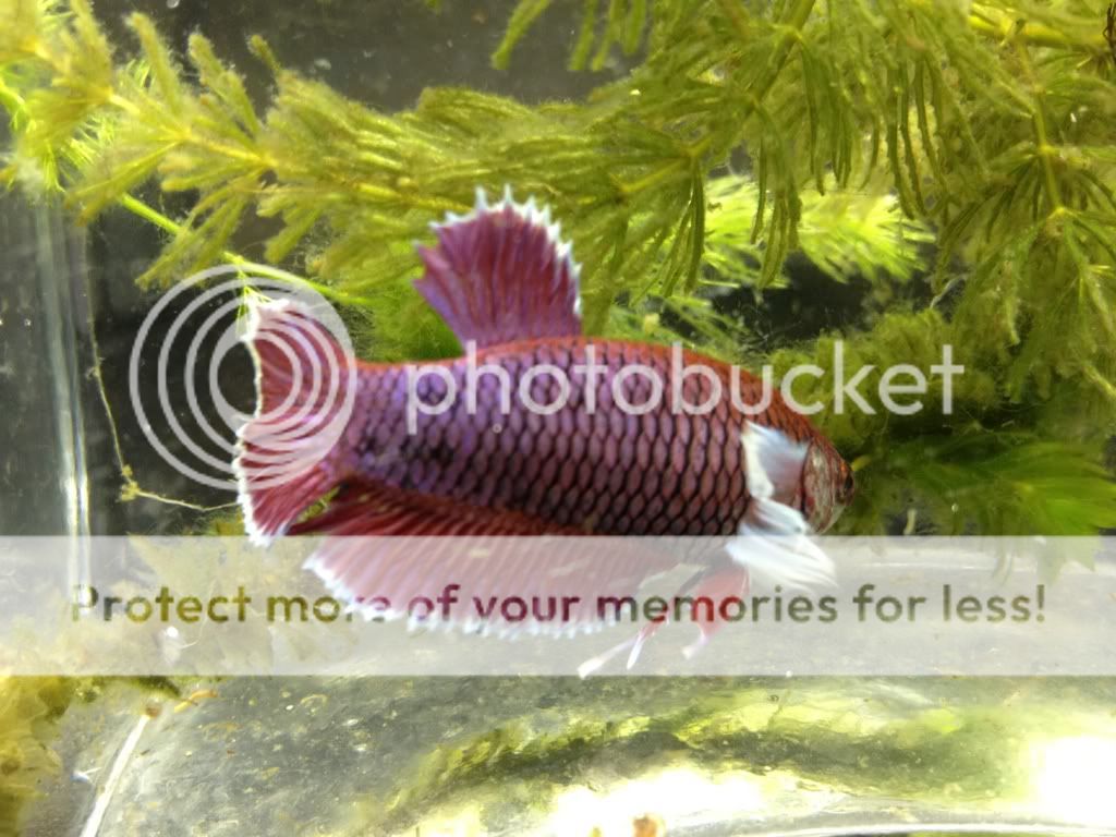 Salamanders, A New Adventure | Betta Fish Forum