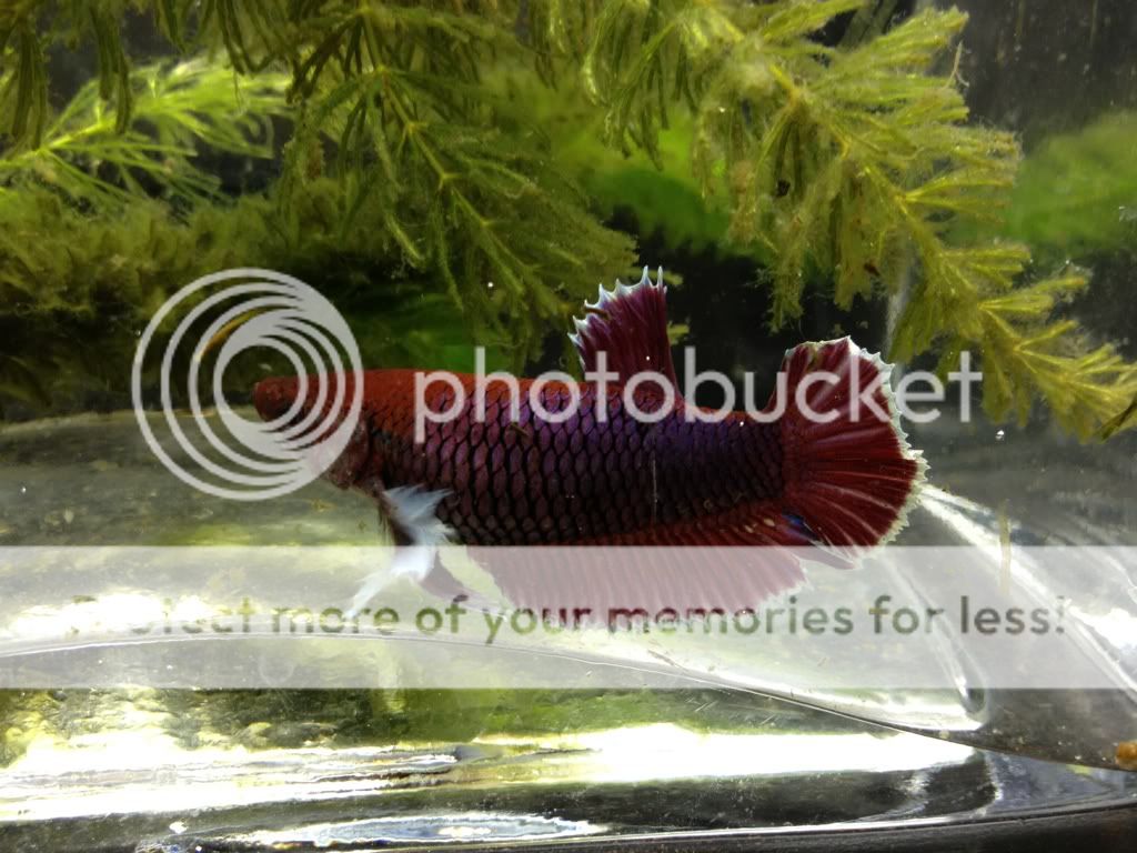 Salamanders, A New Adventure | Betta Fish Forum