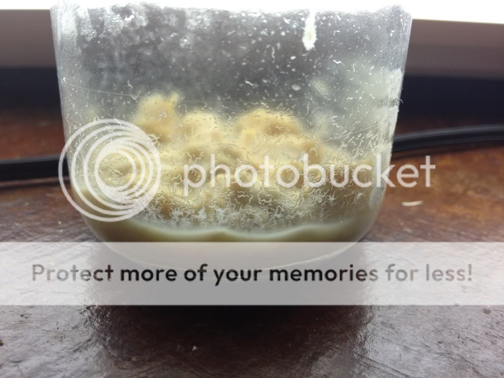 Micro and banana worms | Betta Fish Forum