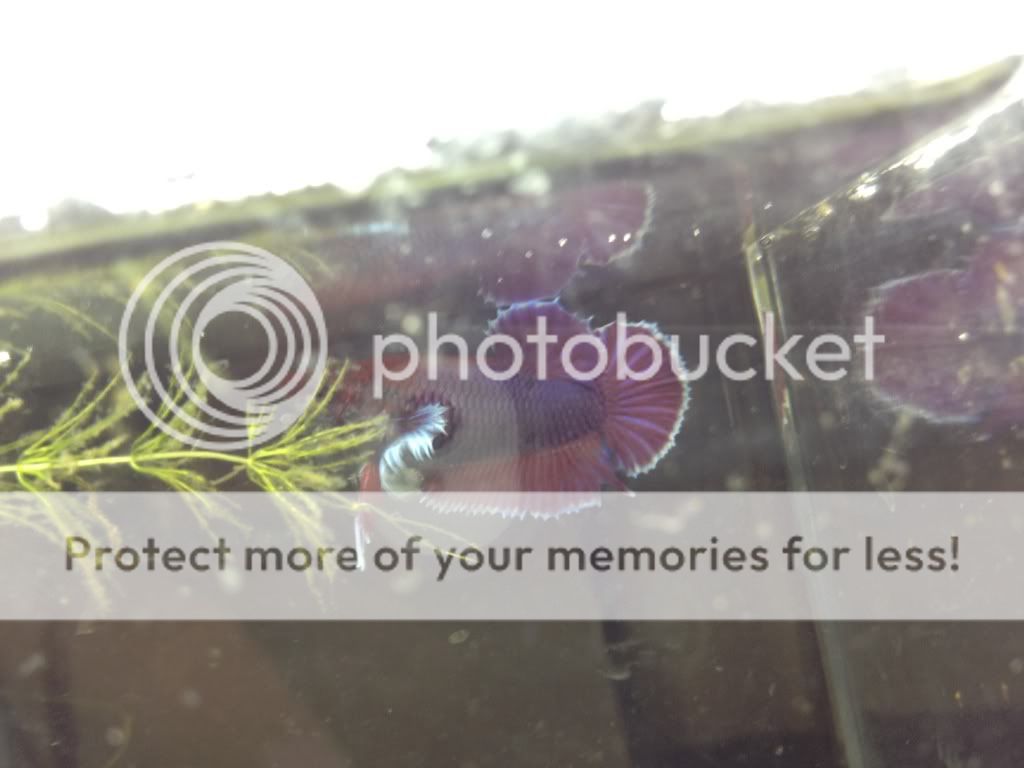 Salamanders, A New Adventure | Betta Fish Forum