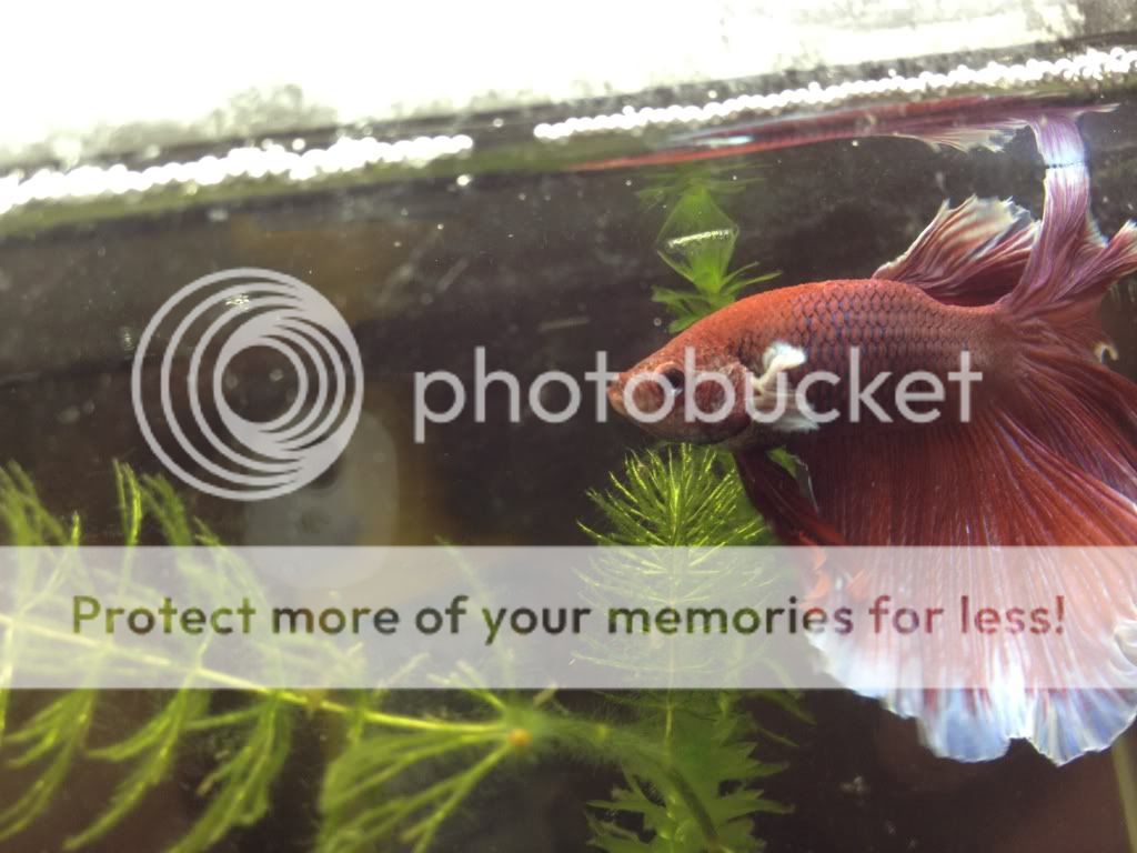 Salamanders, A New Adventure | Betta Fish Forum