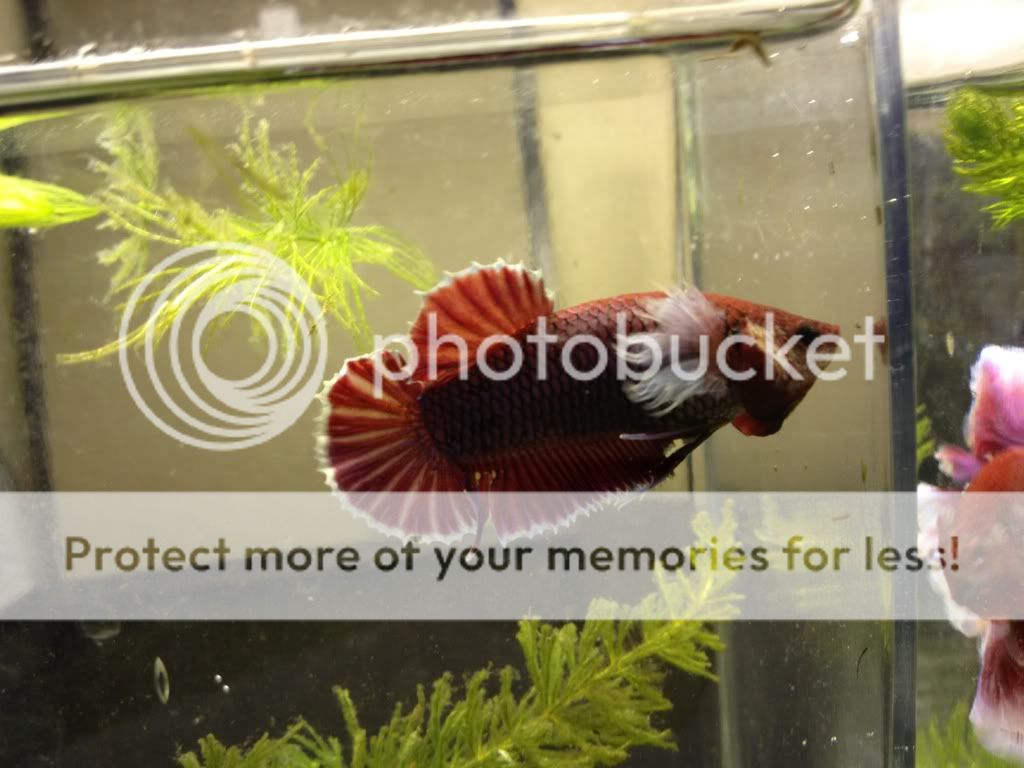 Salamanders, A New Adventure | Betta Fish Forum