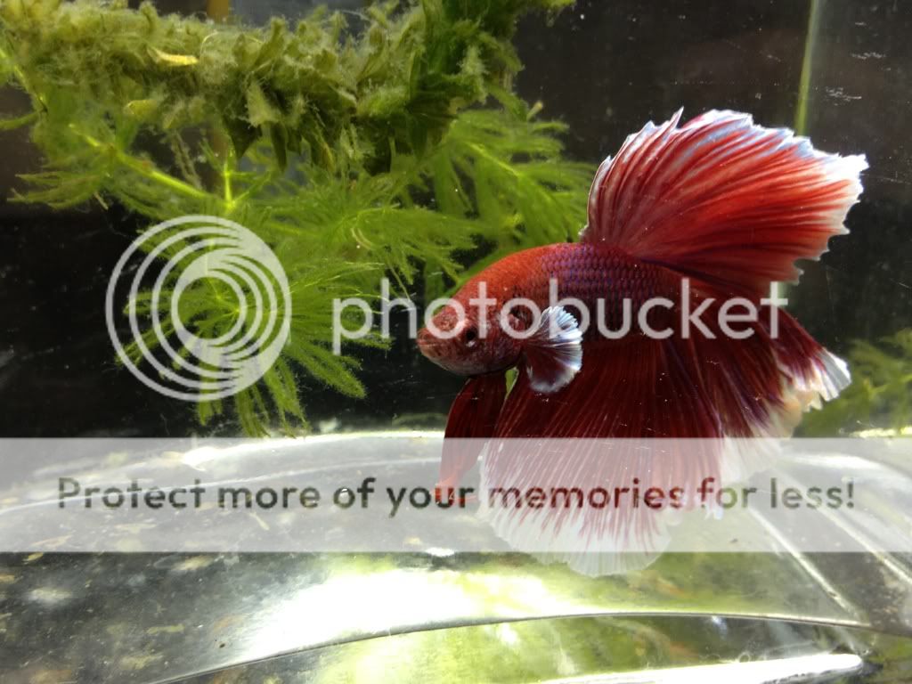 Salamanders, A New Adventure | Betta Fish Forum