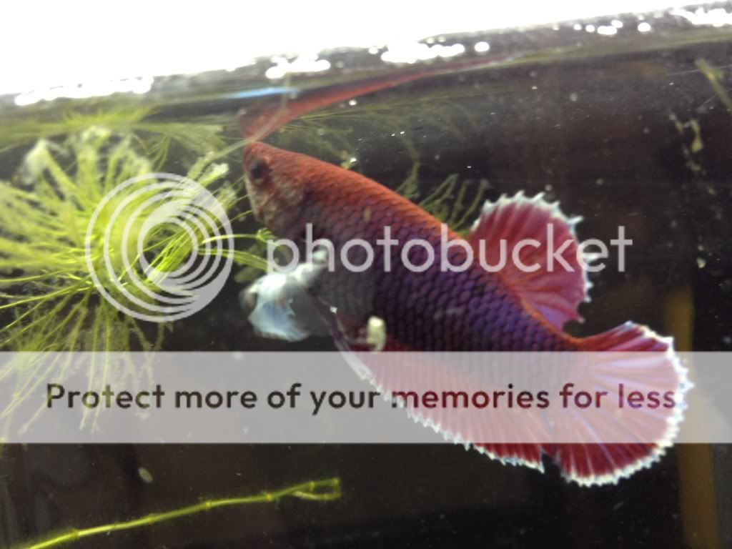 Salamanders, A New Adventure | Betta Fish Forum