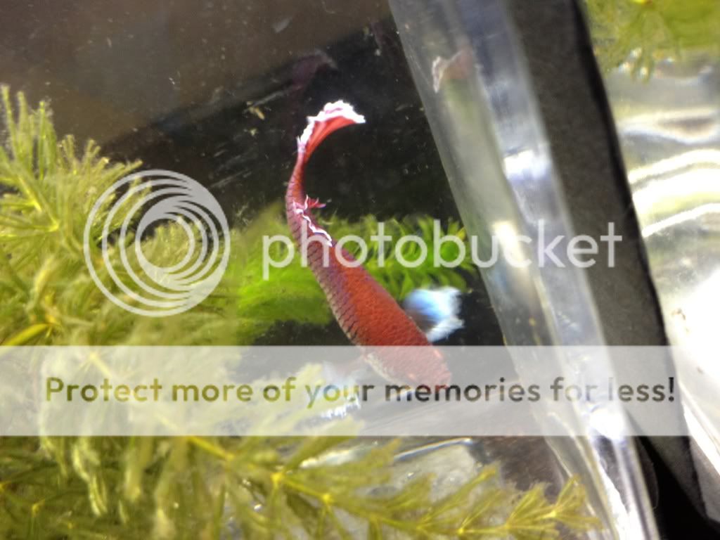 Salamanders, A New Adventure | Betta Fish Forum