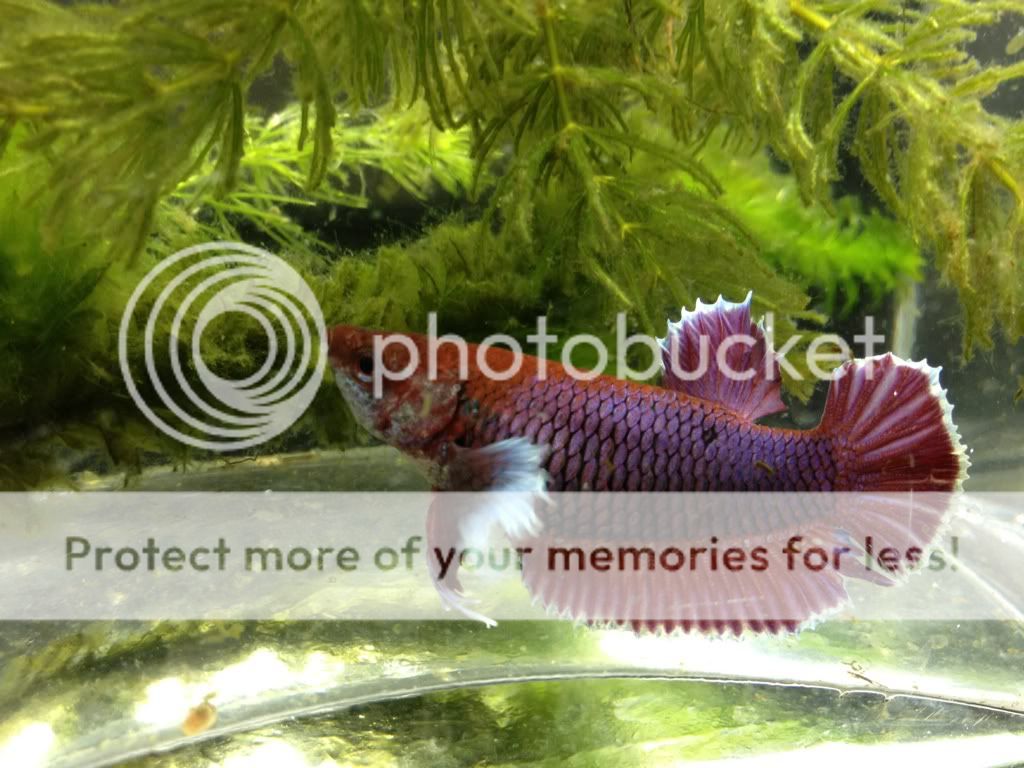 Salamanders, A New Adventure | Betta Fish Forum